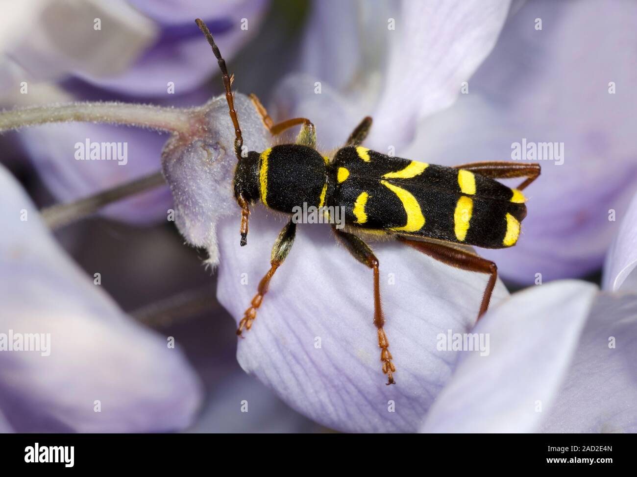 Wasp beetle (Clytus arietis) on a flower. This is a harmless wasp ...