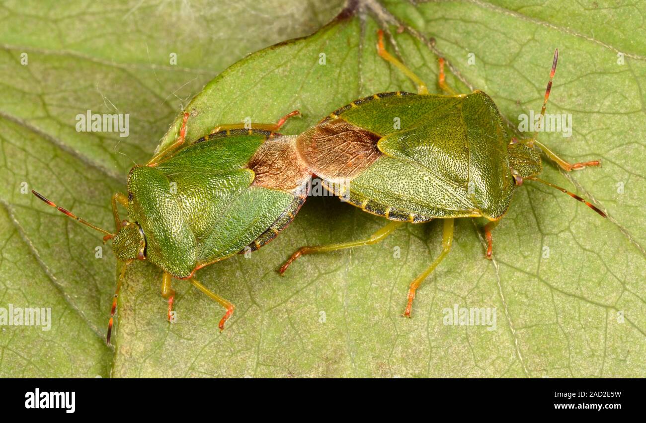 Green shield bugs mating. The green shield bug (Palomena prasina) is a ...