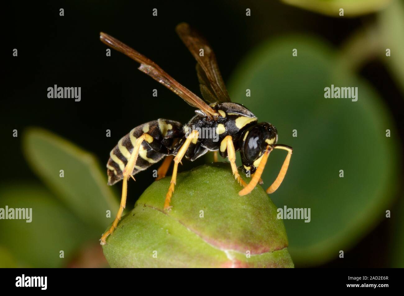 European paper wasp (Polistes gallicus). This wasp is a social insect ...