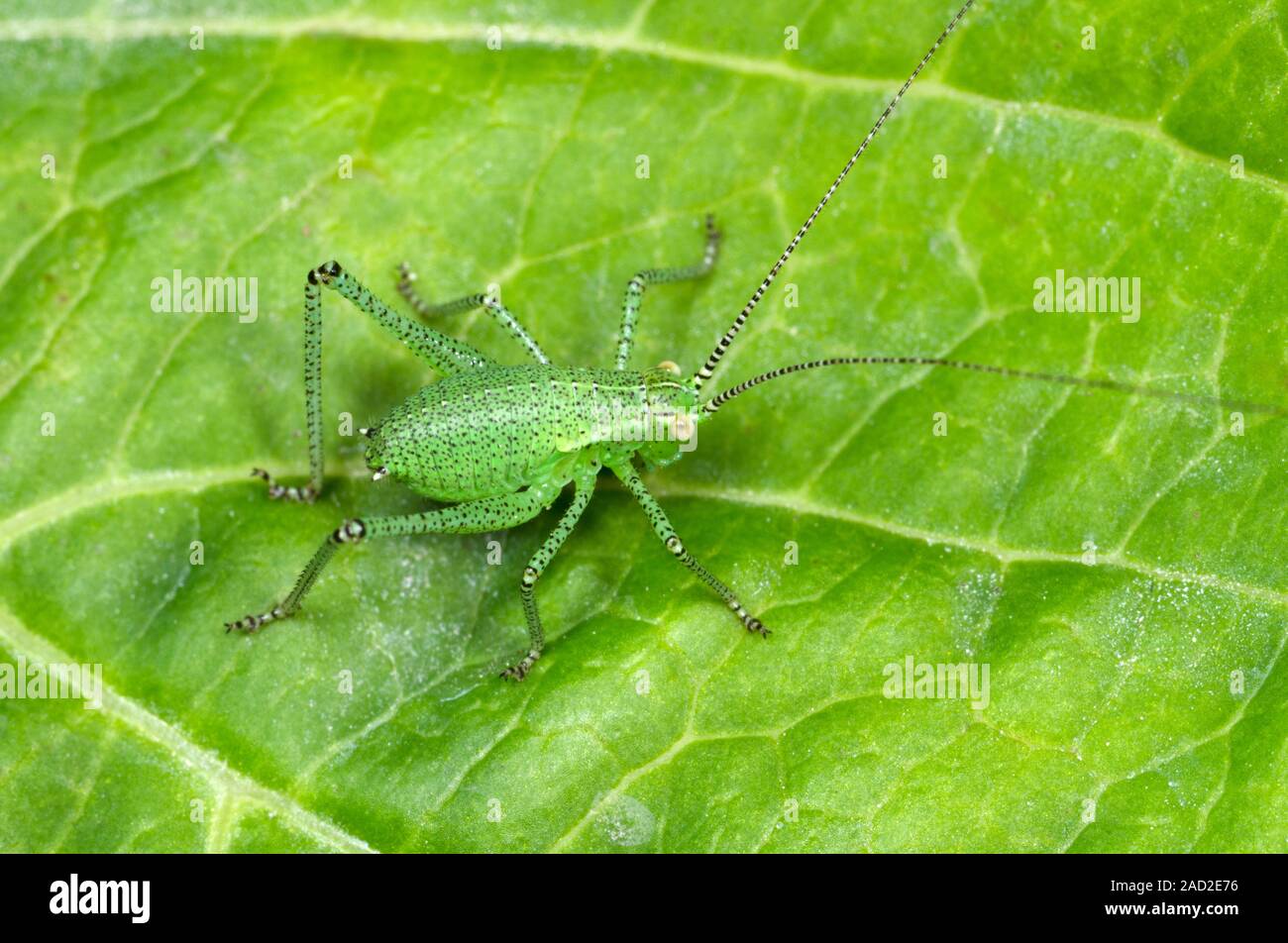 Speckled bush cricket nymph (Leptophyes punctatissima). The speckled ...