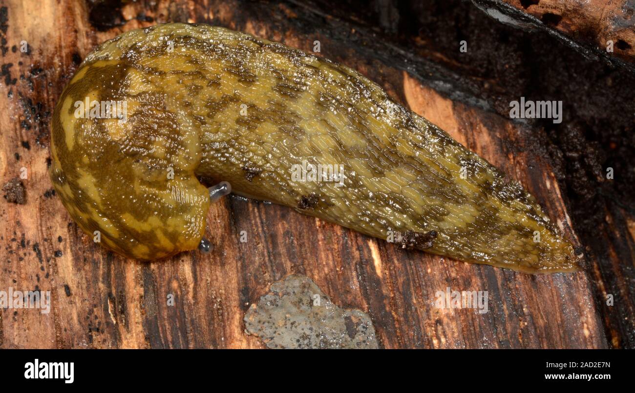 Yellow slug (Limax flavus) on rotting wood. This species is also known ...