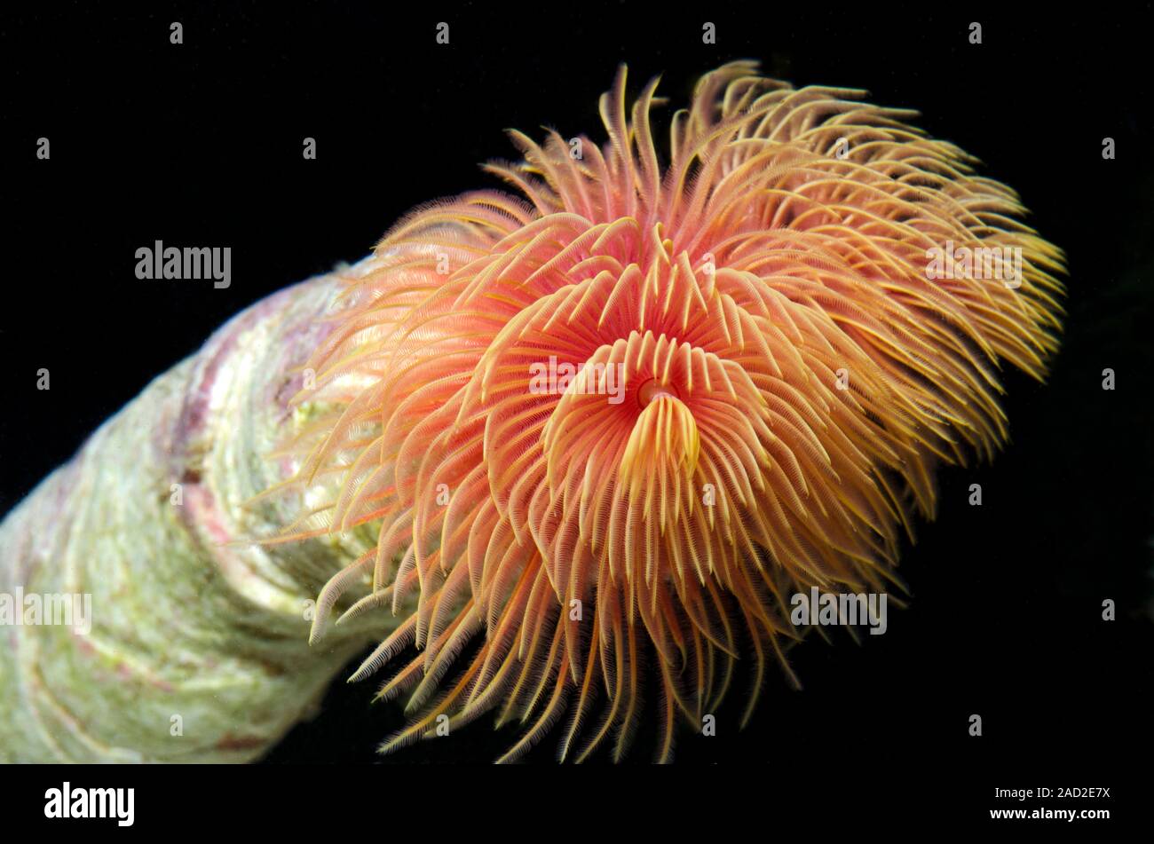 The red fanworm (Protula bispiralis). This species is also known as a ...
