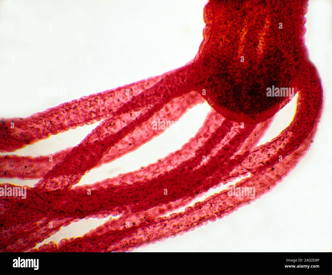 Hydra vulgaris. Light micrograph of a hydra, showing its tentacles ...