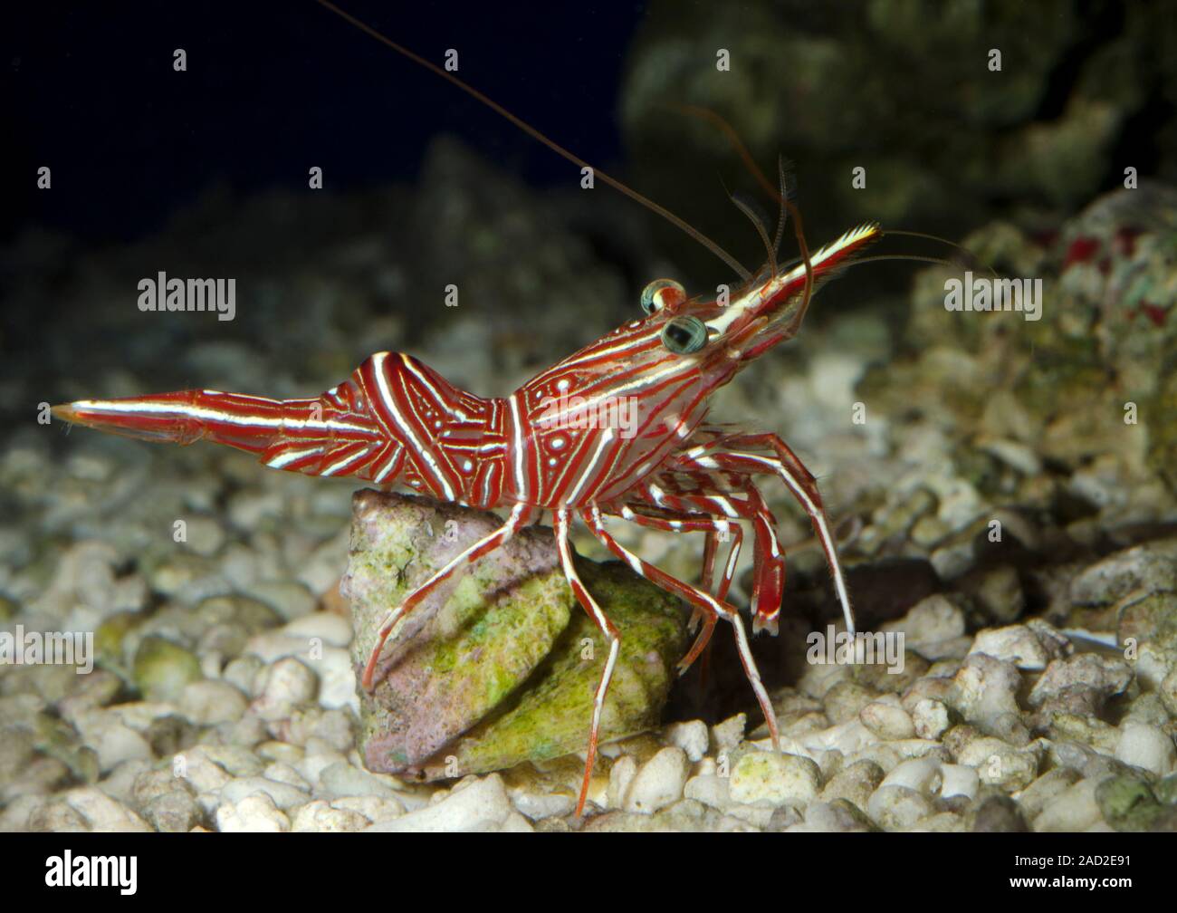Durban dancing shrimp (Rhynchocinetes durbanensis). Also known as the ...