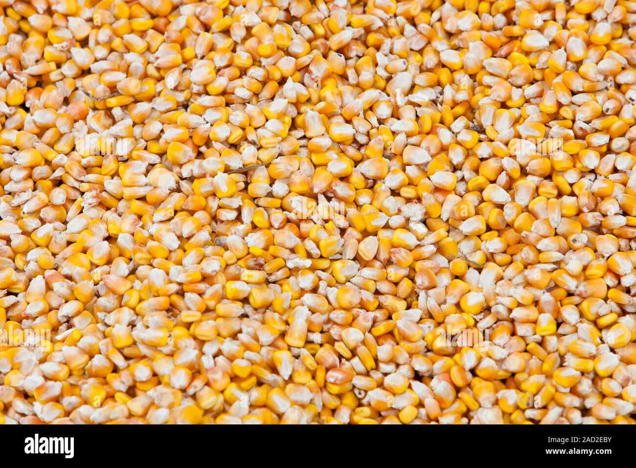 Maize crop drying. Photographed in Heilongjiang Province, northern ...