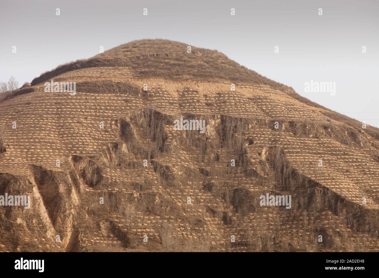 Trees planted in Loess deposits in Shanxi province, northern China ...