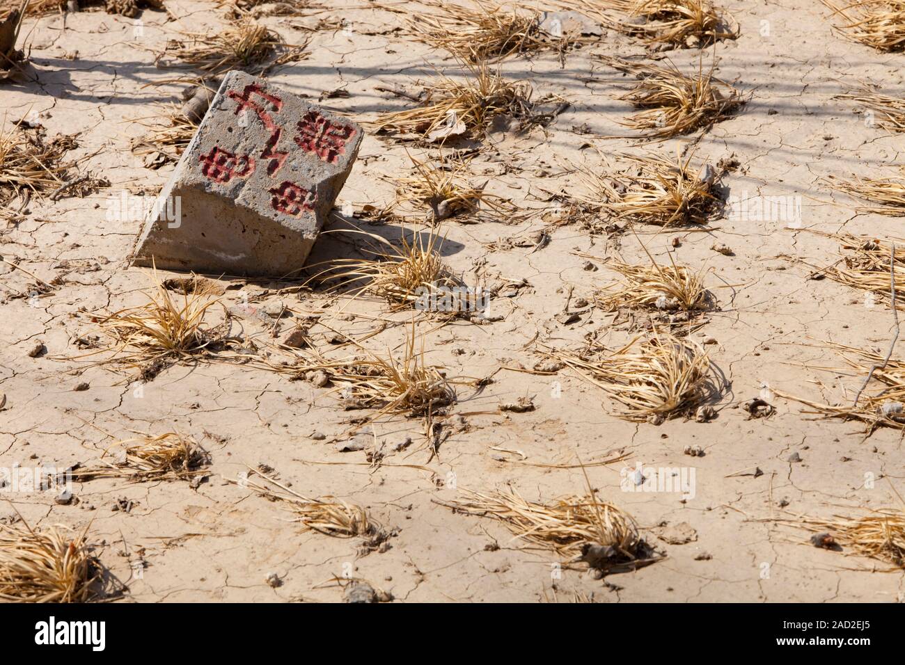 Withered crops near Beijing. Due to drought many areas that previously ...