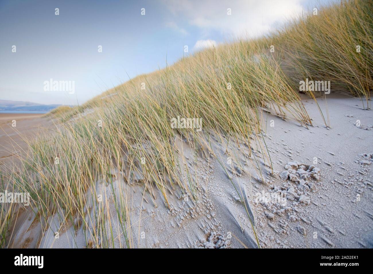 Ice and frost on the beach and sand dunes at Sandscale Haws near Barrow ...
