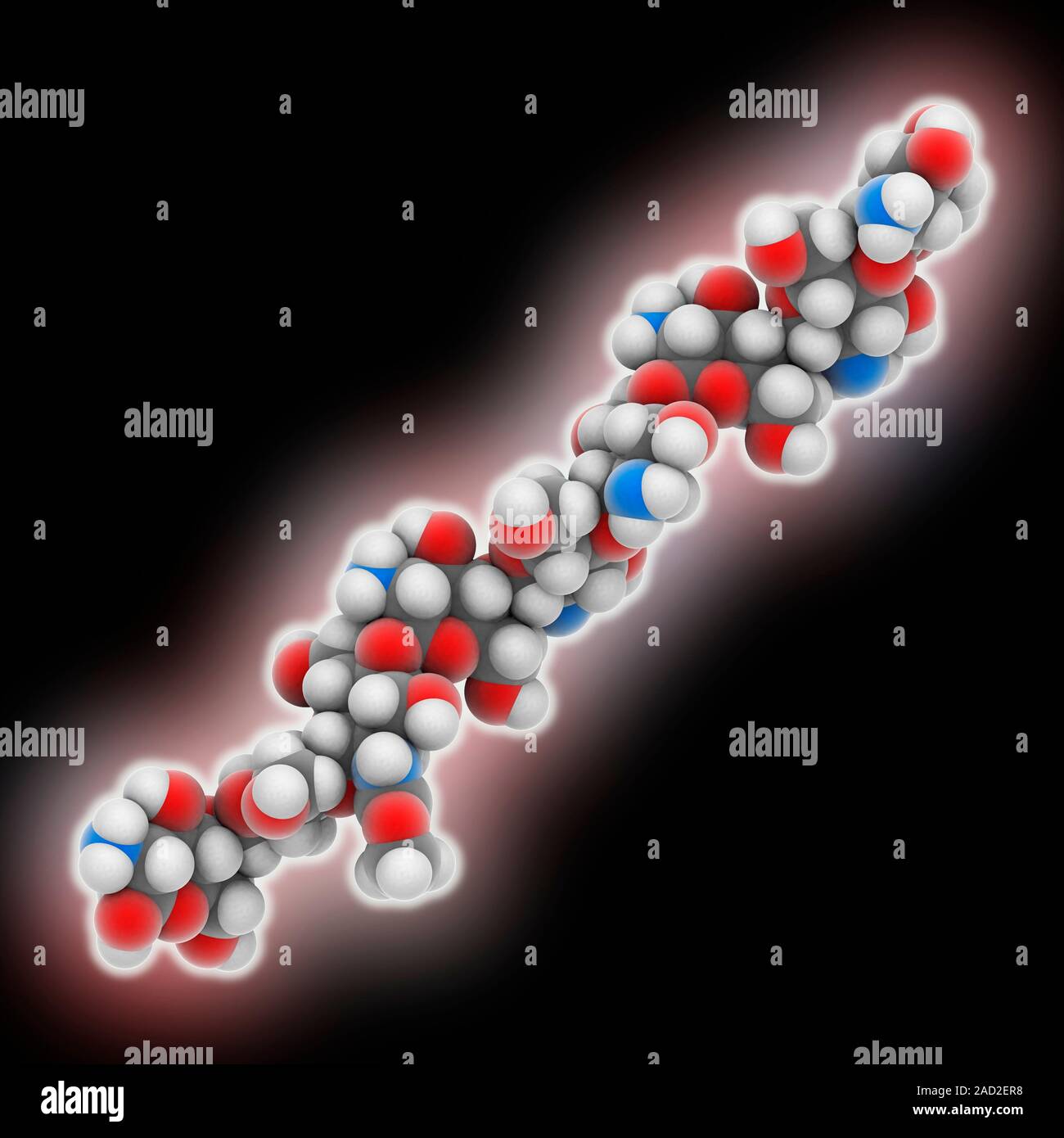 Chitosan polymer chain. Molecular model of the linear polysaccharide ...