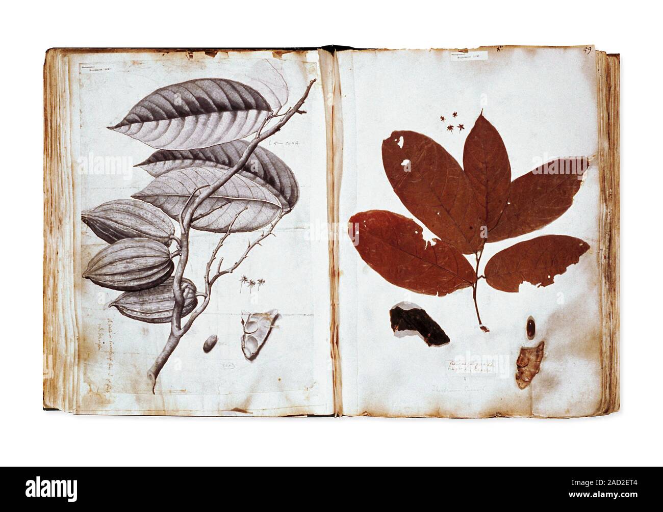 Cocoa plant brought back from Jamaica in 1689 by Hans Sloane ...