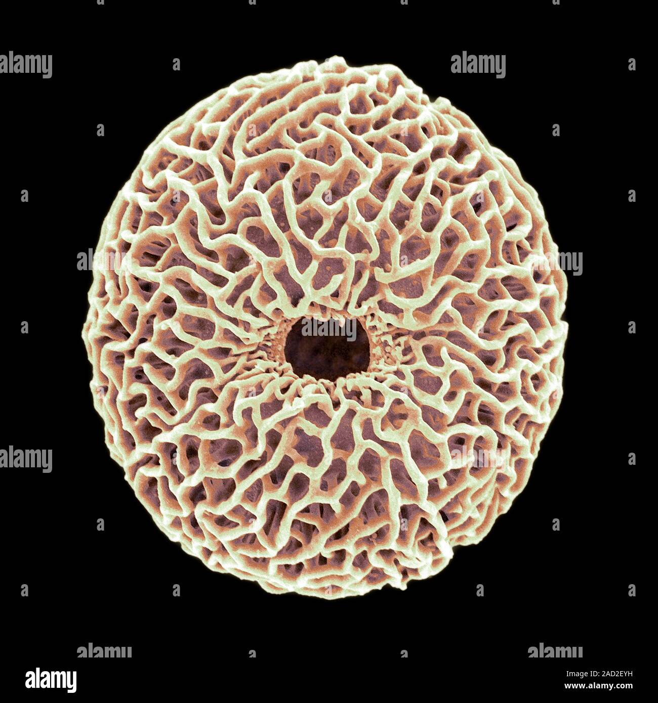Scanning Electron Microscope Image of a pollen grain (colourised Stock ...