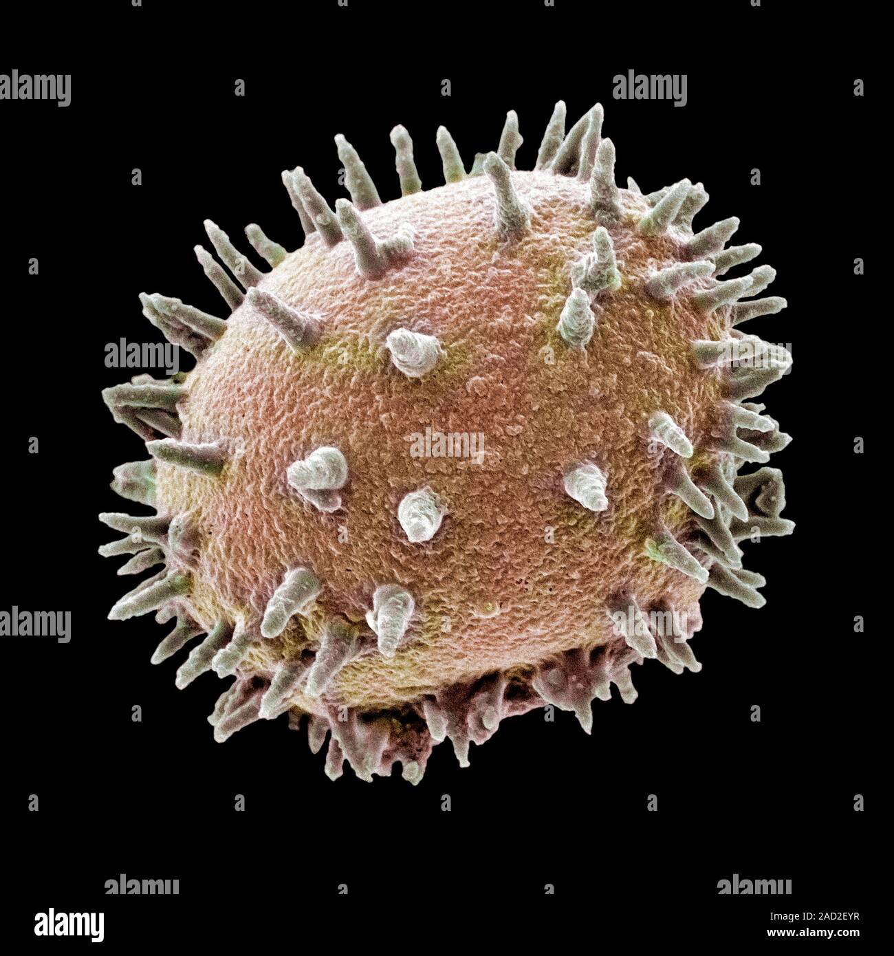 Scanning Electron Microscope Image of a pollen grain (colourised Stock ...