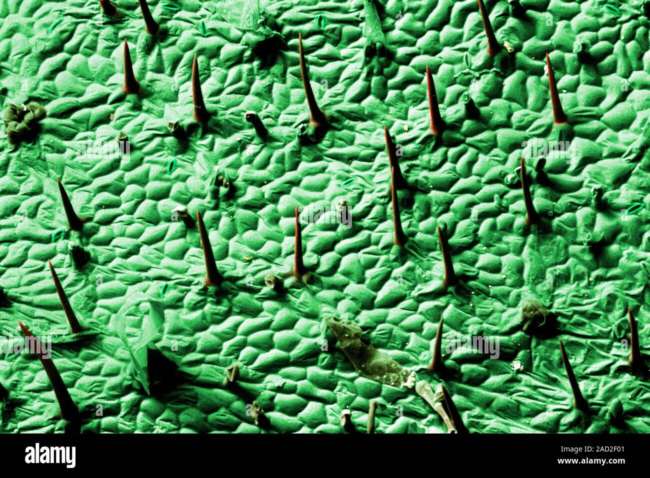 Scanning Electron Microscope Image of plant trichome: fine, hair-like ...