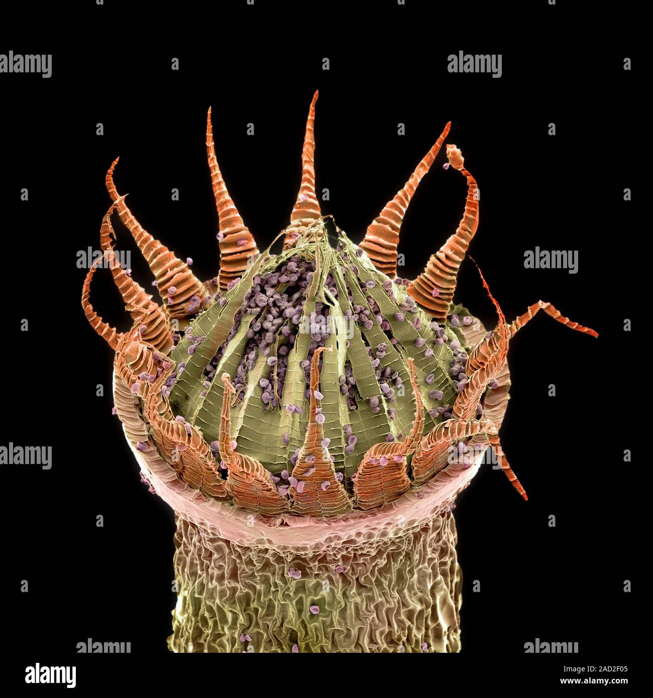 Scanning Electron Microscope Image of moss spore capsule (colourised ...