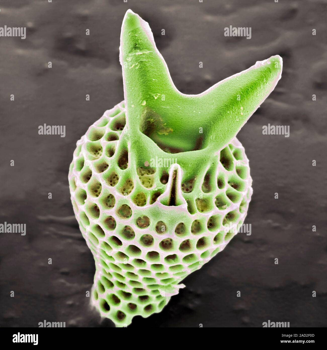 Scanning Electron Microscope Image of a diatom (colourised Stock Photo ...