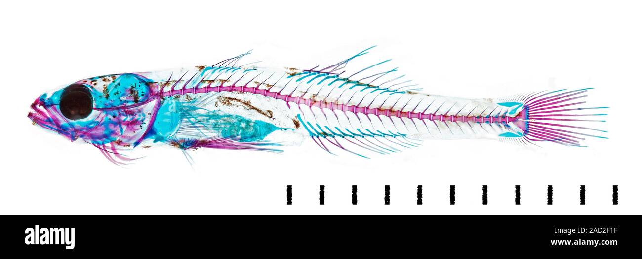 Juvenile goby (Pomatoschistus sp.). Fish specimen 'cleared and stained ...