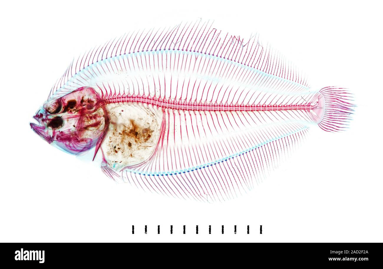 Fish specimen 'cleared and stained' to reveal internal structure. The ...