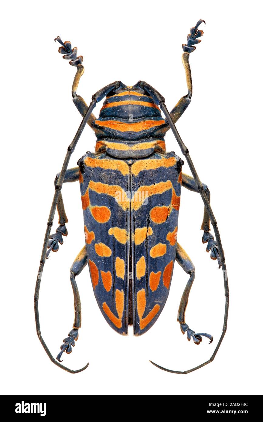 Sternotomis bohemani, African longhorn beetle of the family ...