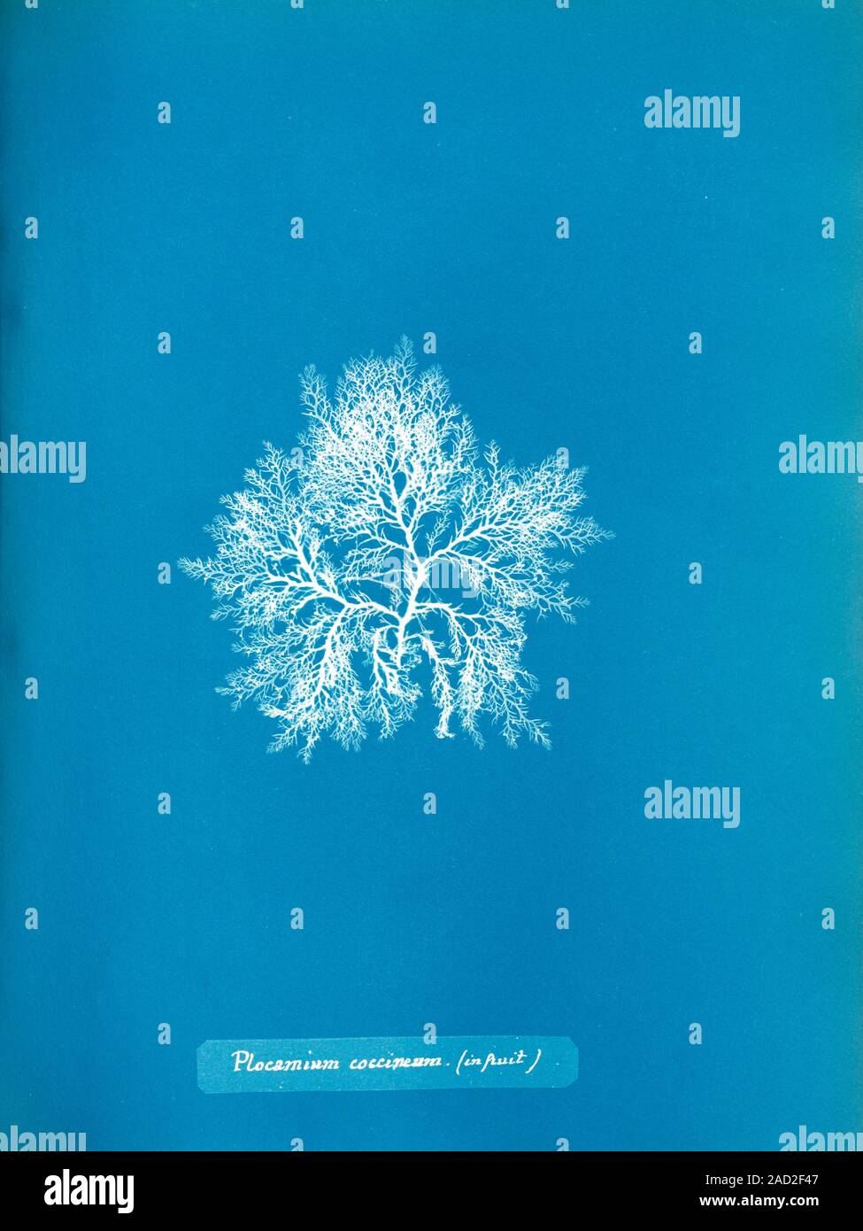 Cyanotype photograph by Anna Atkins, one of the first natural history ...