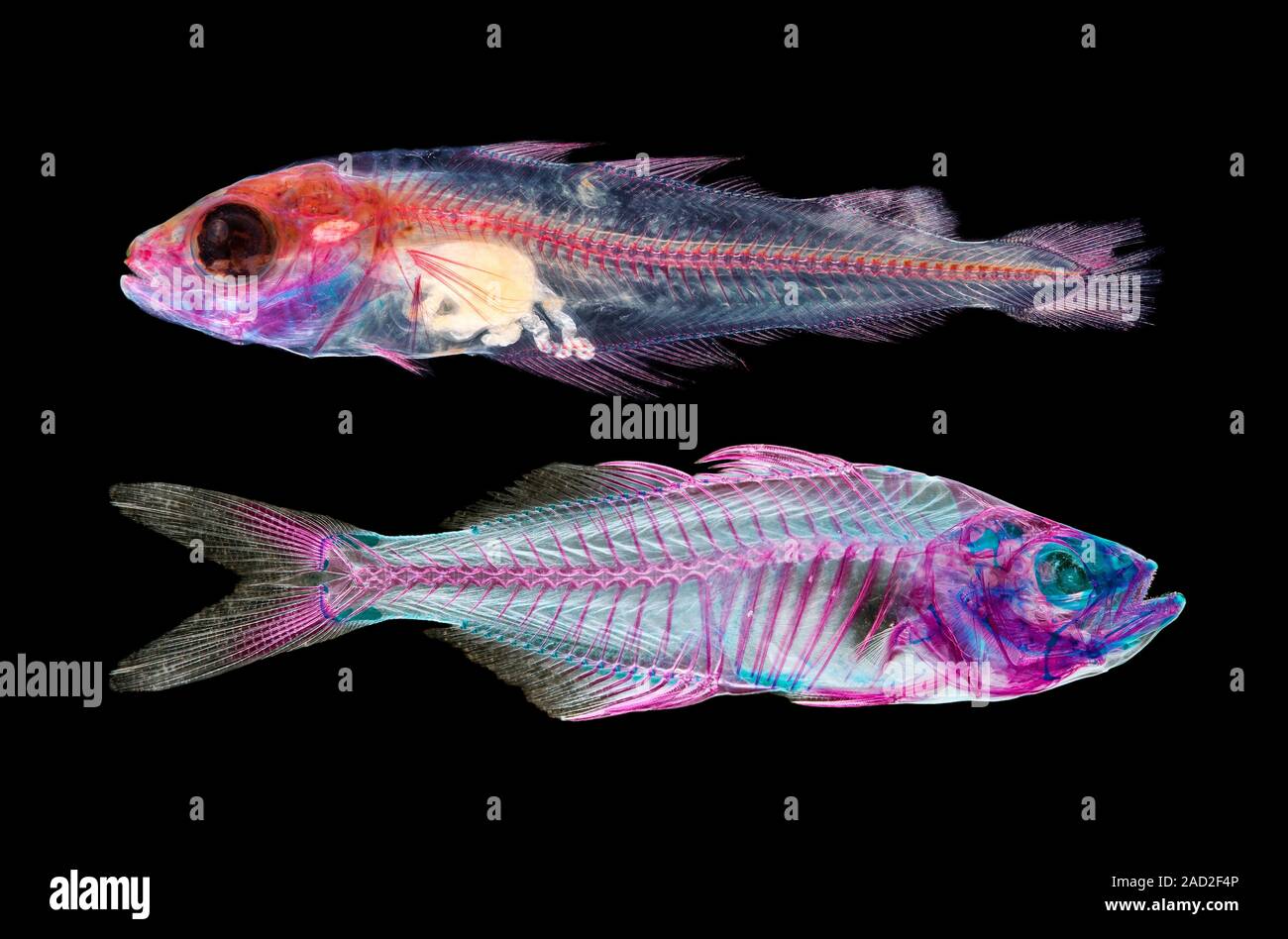 Fish specimens 'cleared and stained' to reveal internal structure. The ...