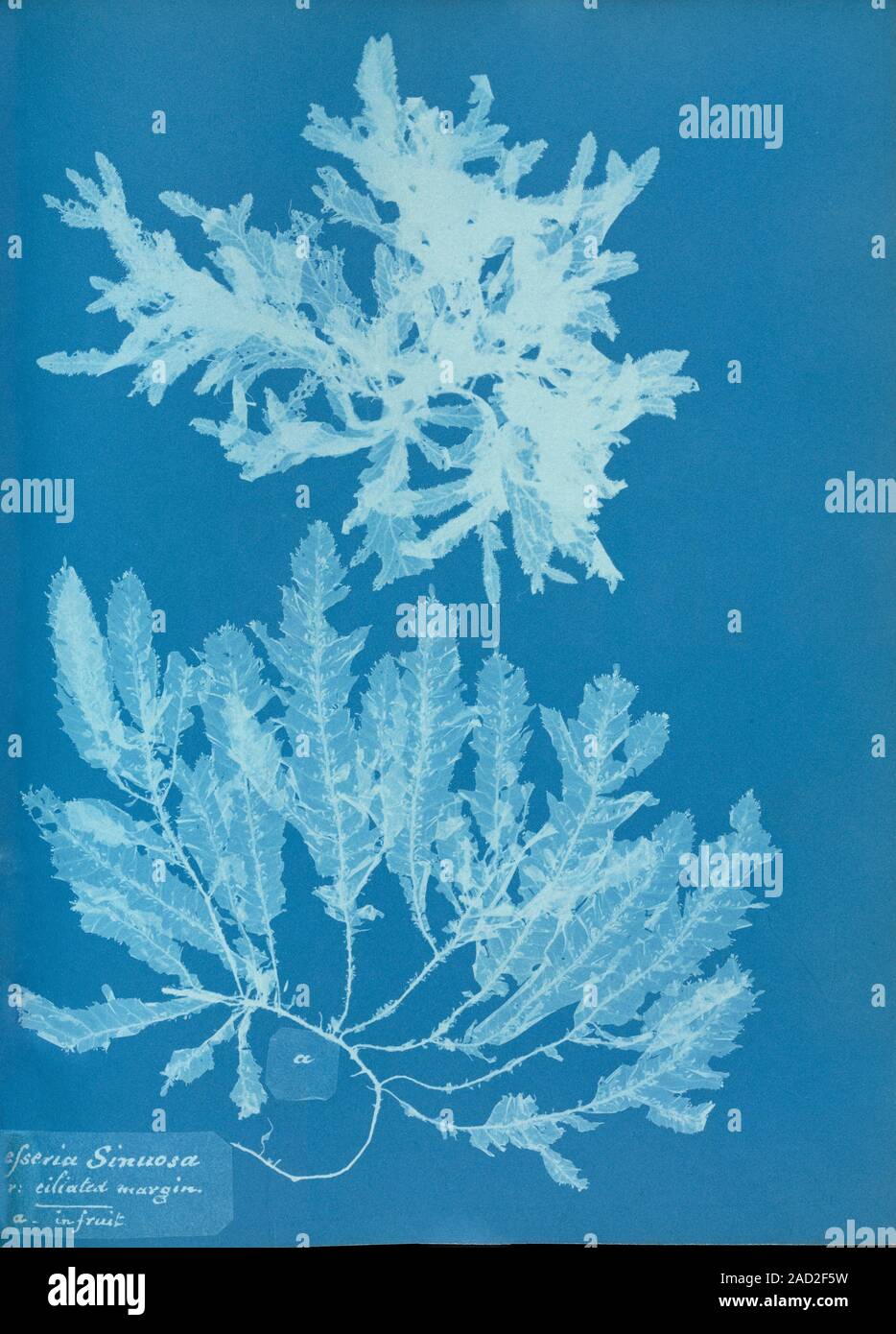 Cyanotype photograph by Anna Atkins, one of the first natural history ...