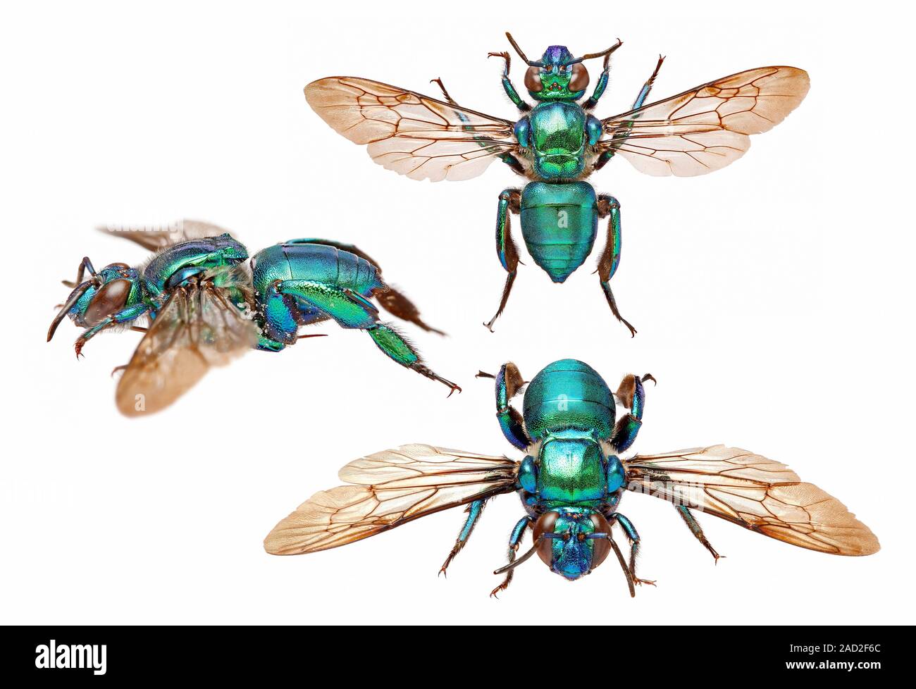 Orchid bee, three views Stock Photo - Alamy