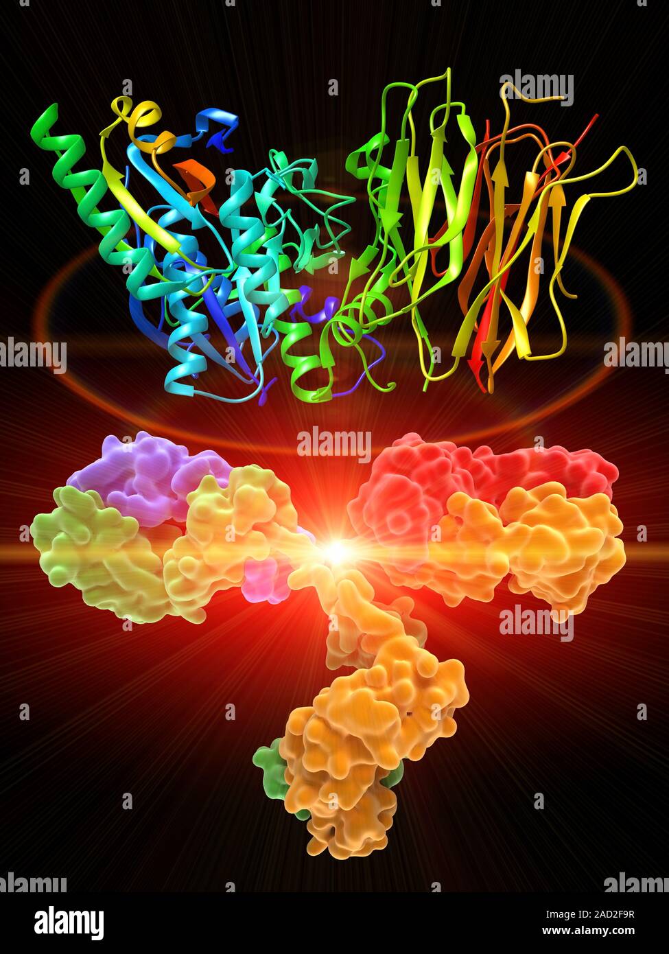 Molecular rendering of the enzyme proprotein convertase subtilisin ...