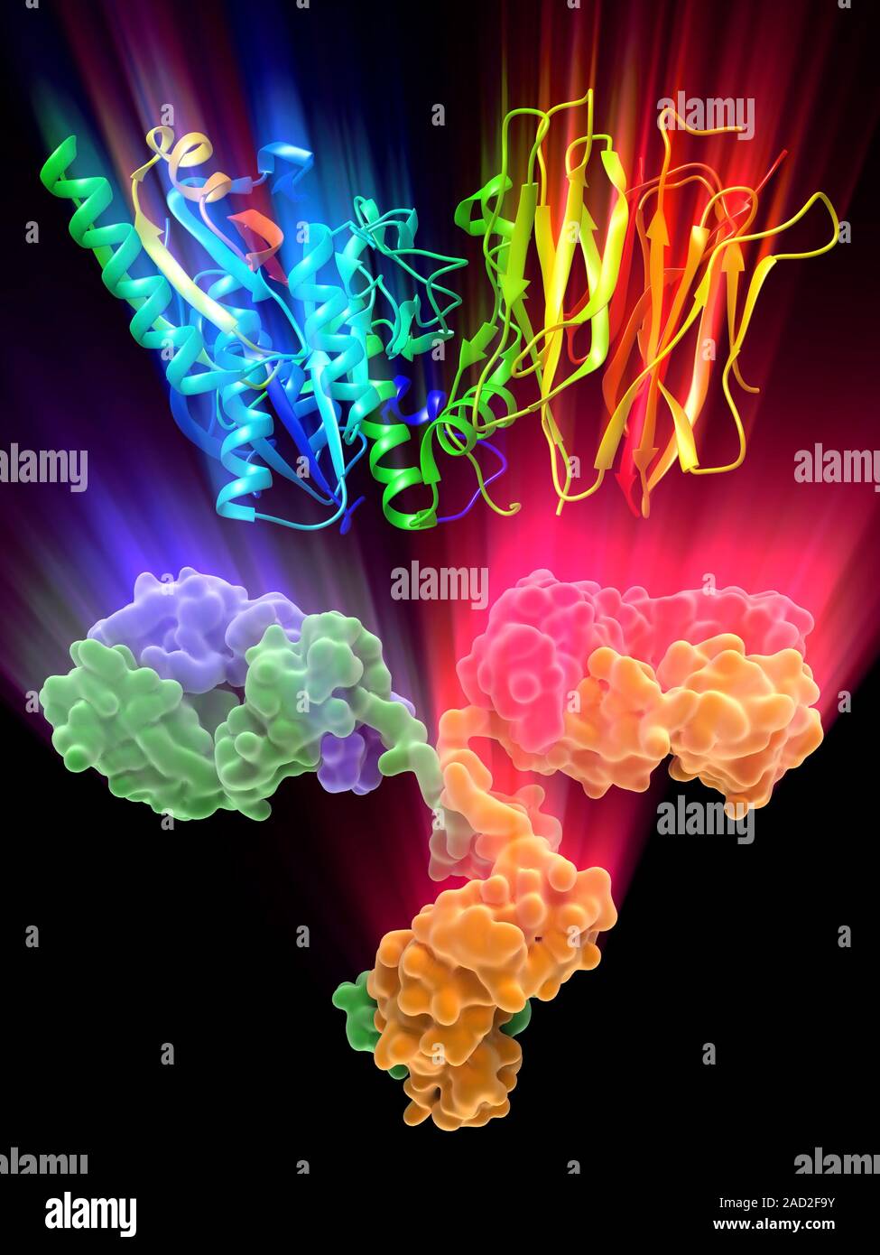 Molecular rendering of the enzyme proprotein convertase subtilisin ...