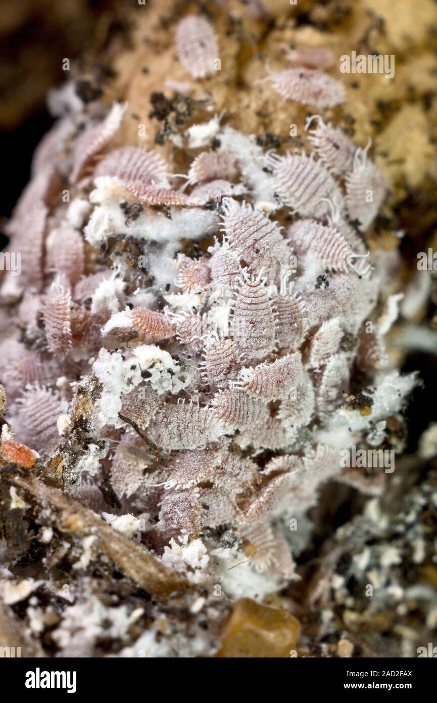 A colony of root mealybugs (Rhizoecus sp.) on the tap root of Kedostris ...