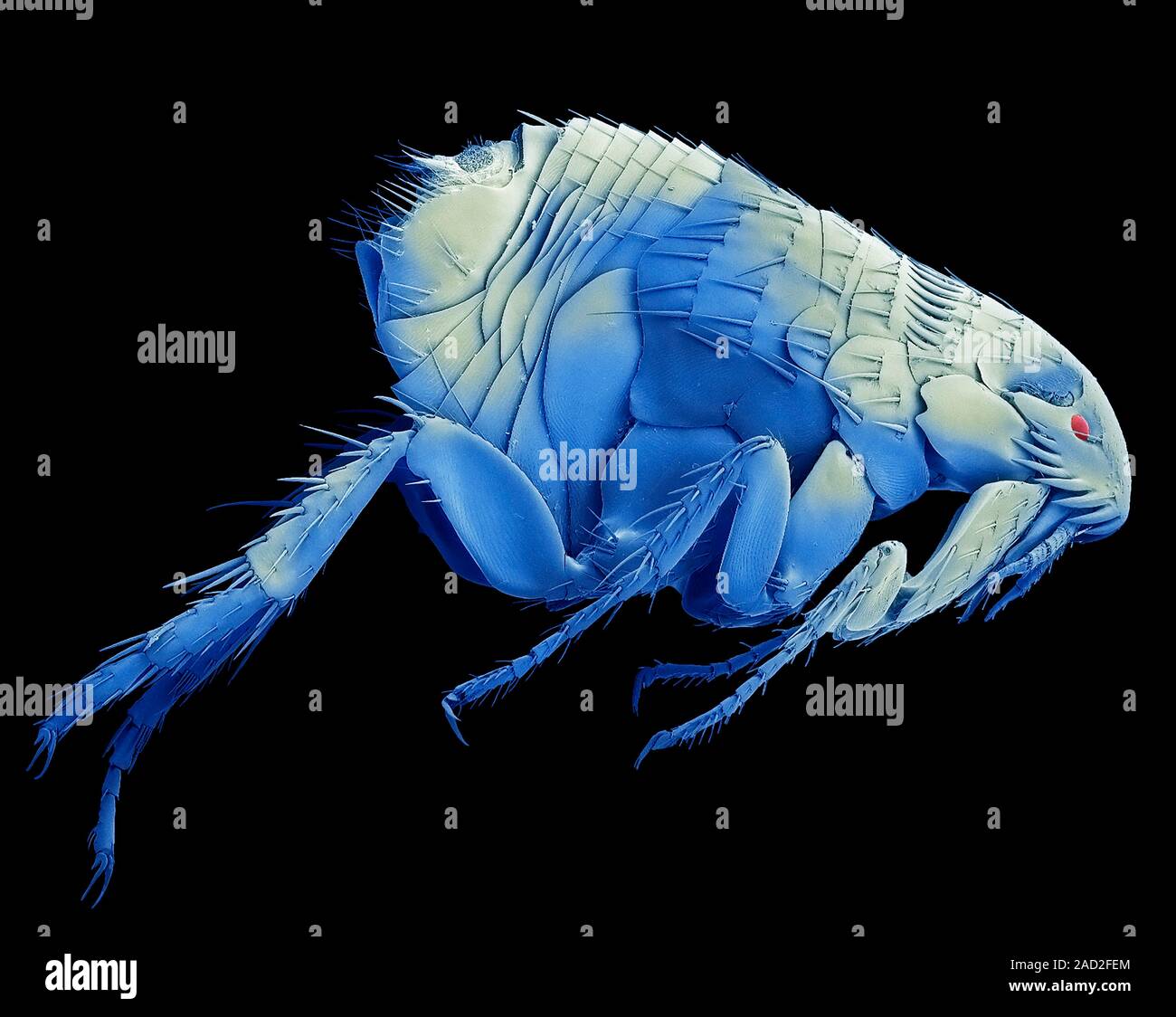 Cat flea. Coloured scanning electron micrograph (SEM) of a cat flea ...