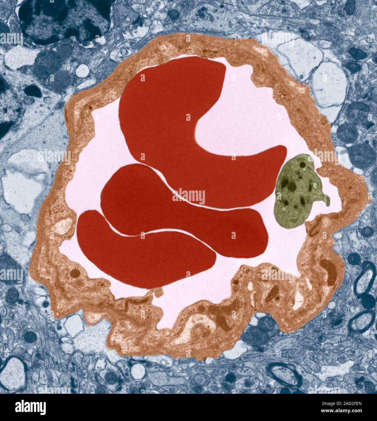 Brain capillary. Transmission electron micrograph (TEM) of a section ...