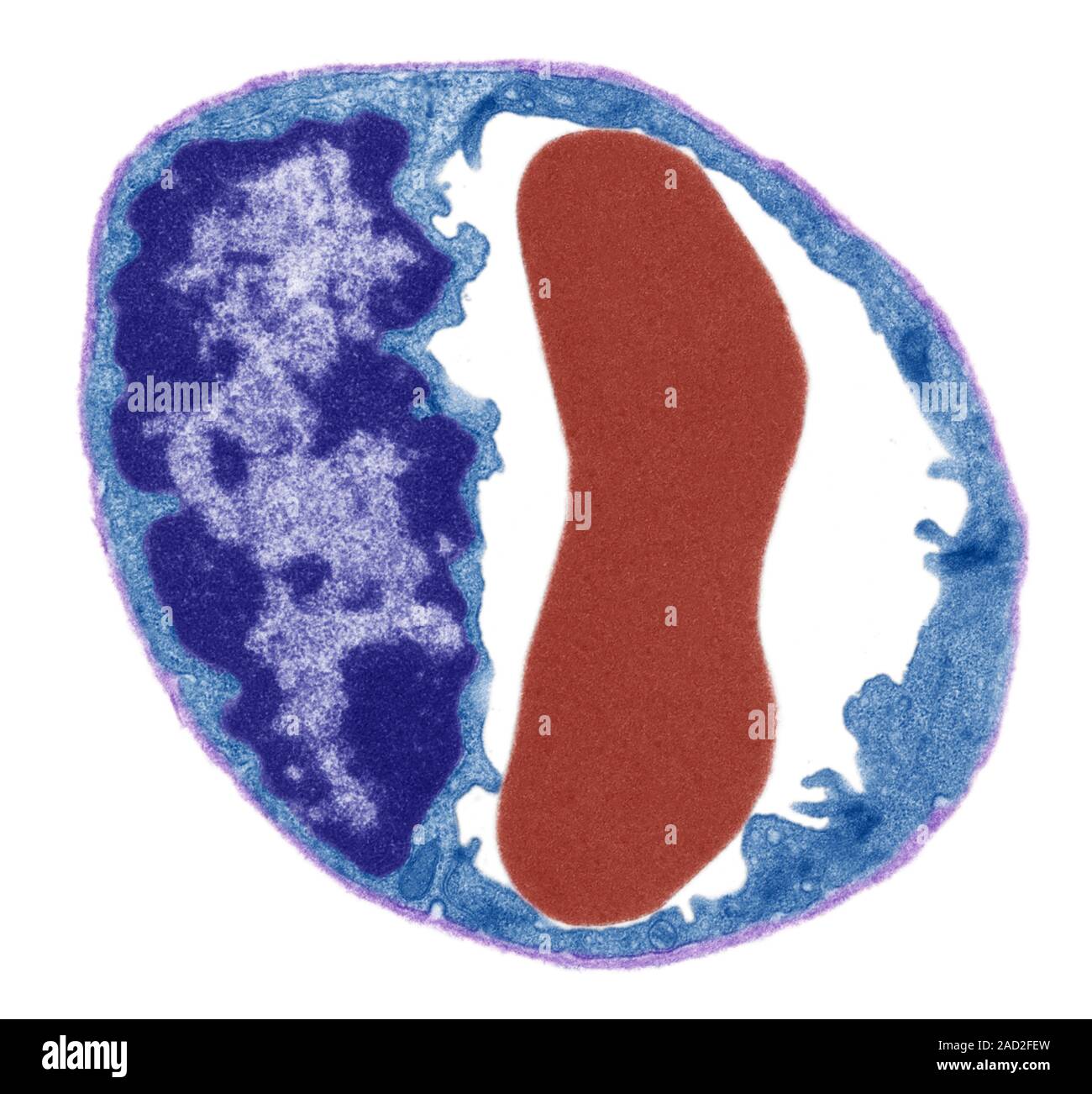 Capillary and red blood cell. Transmission electron micrograph (TEM) of ...