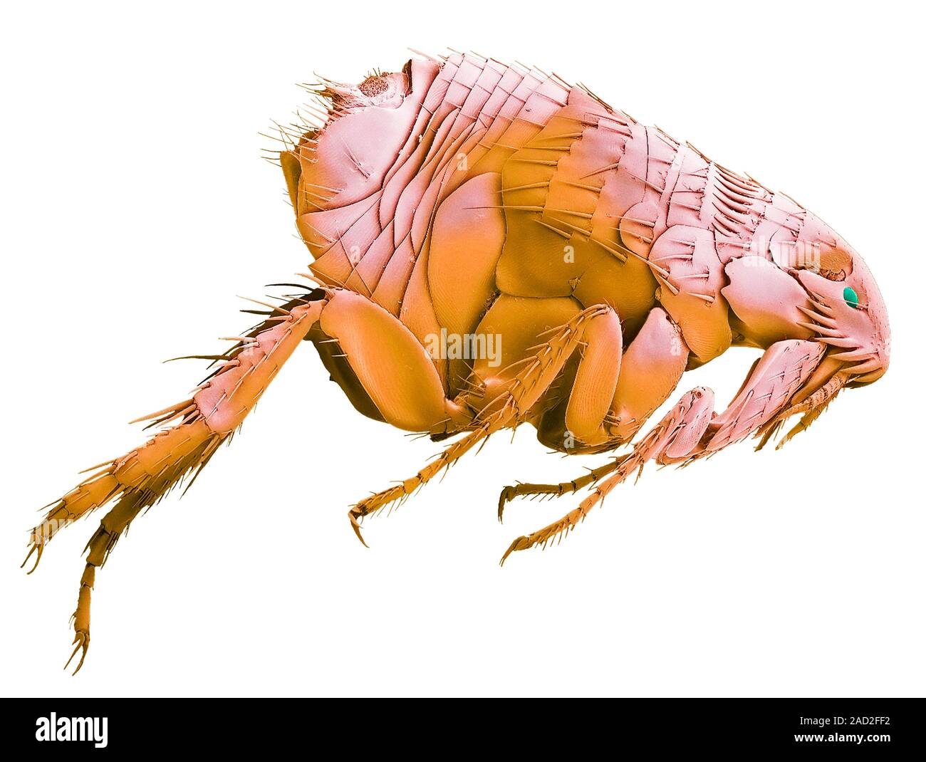 Cat flea. Coloured scanning electron micrograph (SEM) of a cat flea ...