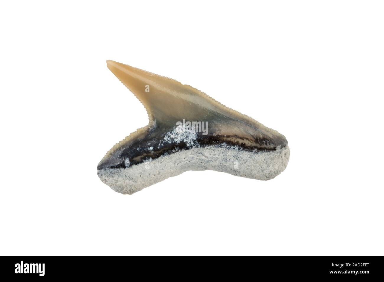 Fossil tooth of Longtooth Tiger Shark (Physogaleus contortus) syn ...
