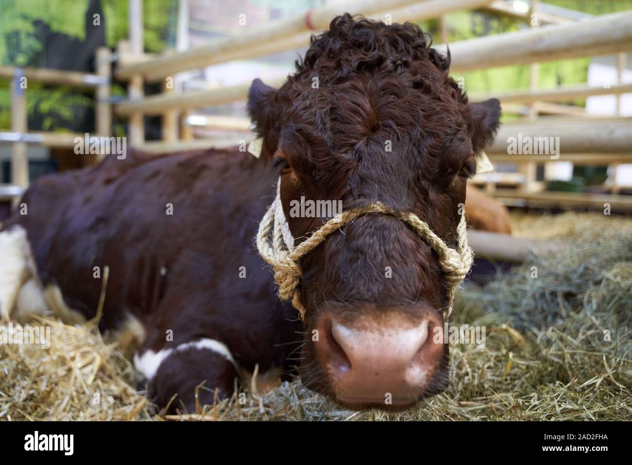 Stall breeding hi-res stock photography and images - Alamy