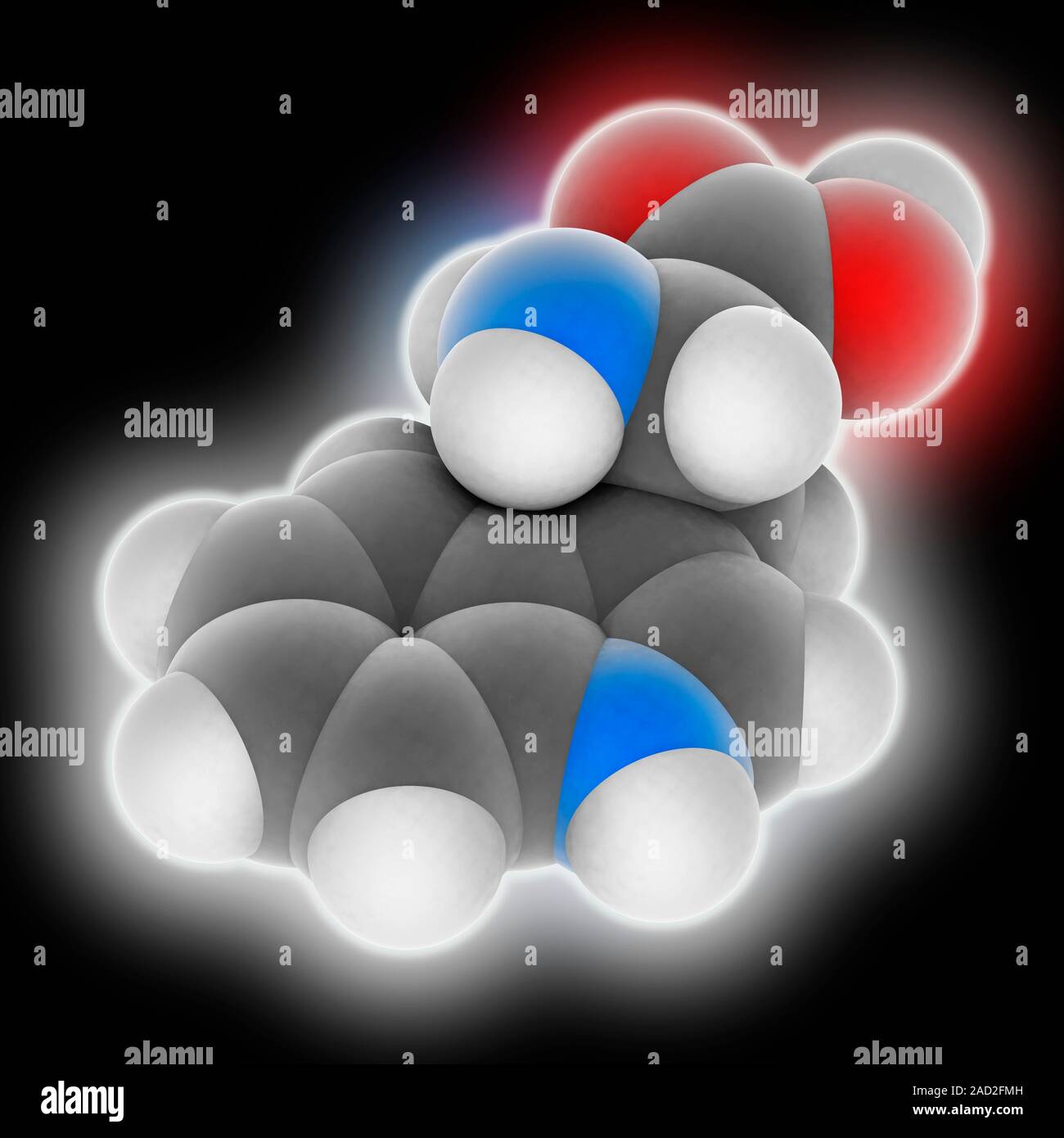 Tryptophan. Molecular model of the essential amino acid tryptophan (C11 ...
