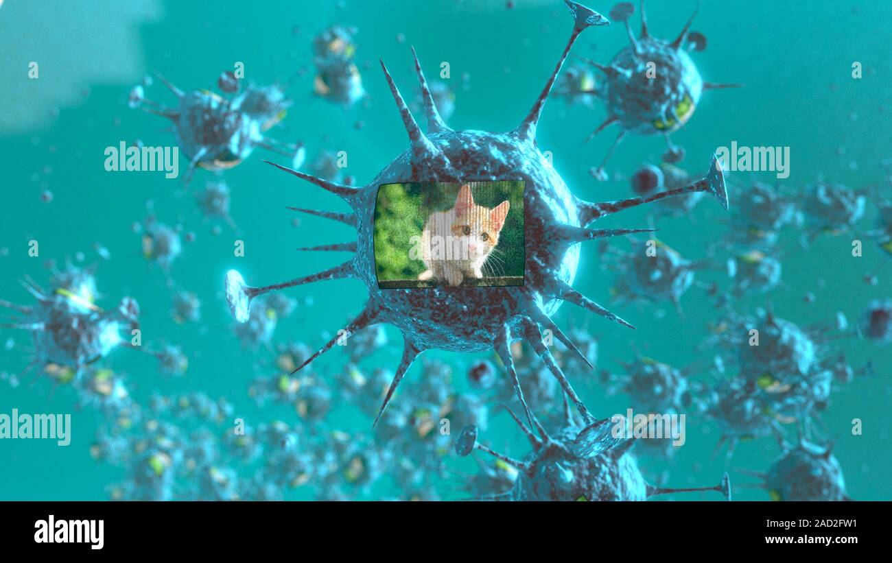 Viral internet meme. Conceptual image of a picture of a cat ...