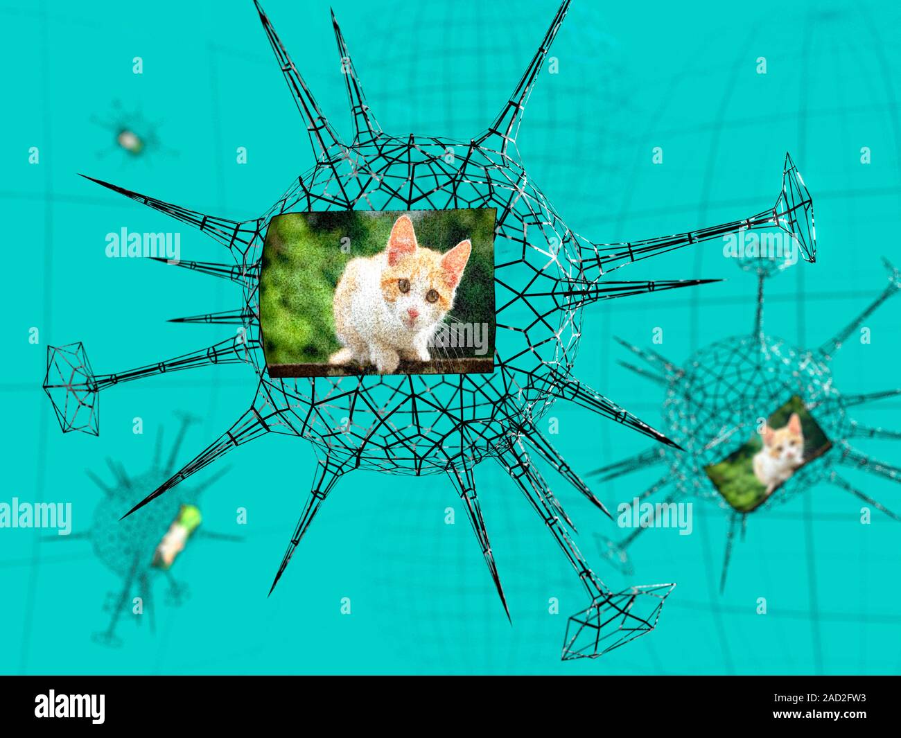 Viral internet meme. Conceptual image of a picture of a cat ...