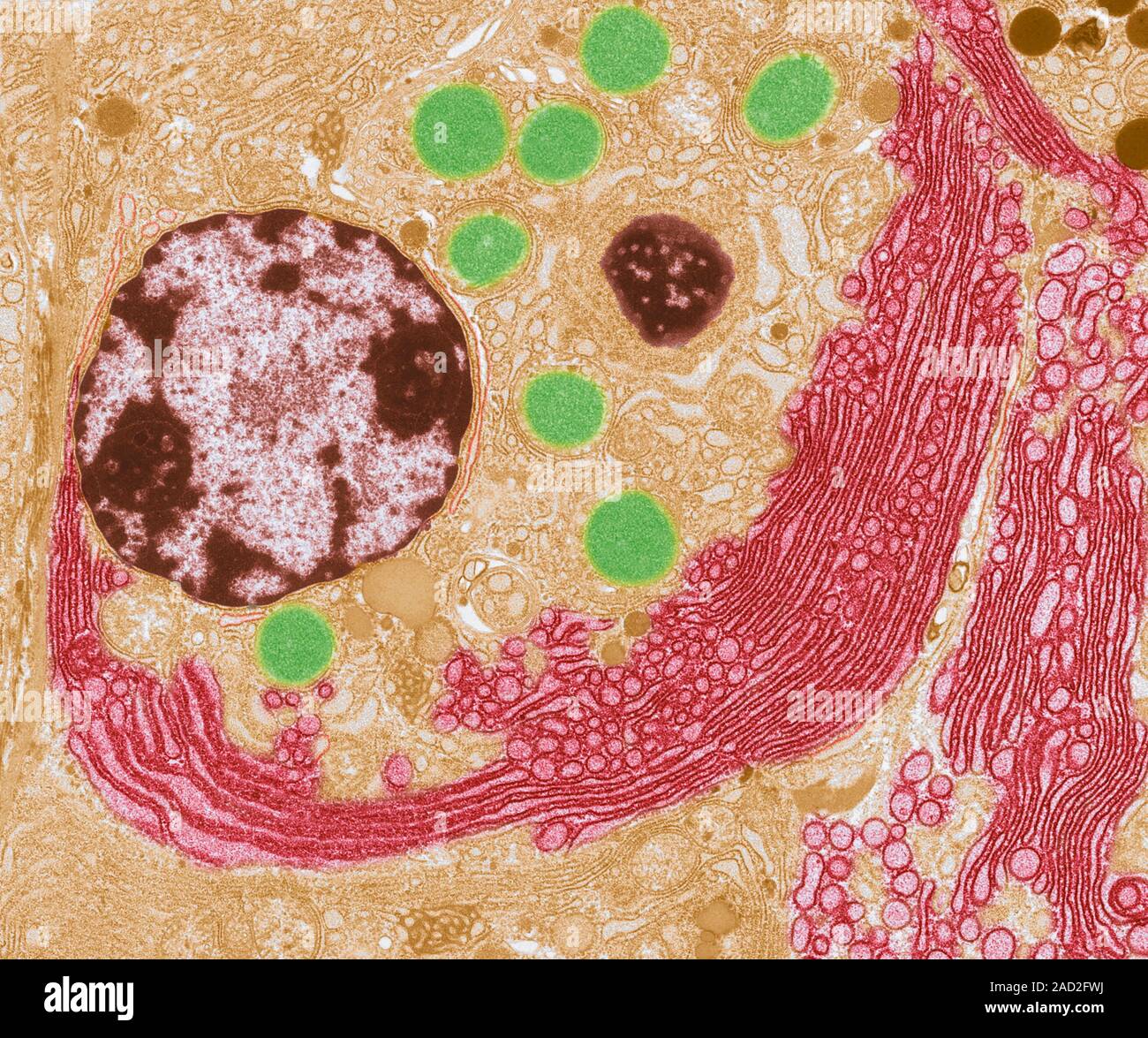 Pancreas cell. Coloured transmission electron micrograph (TEM) of part ... Pancreas cell. Coloured transmission electron micrograph (TEM) of part ...