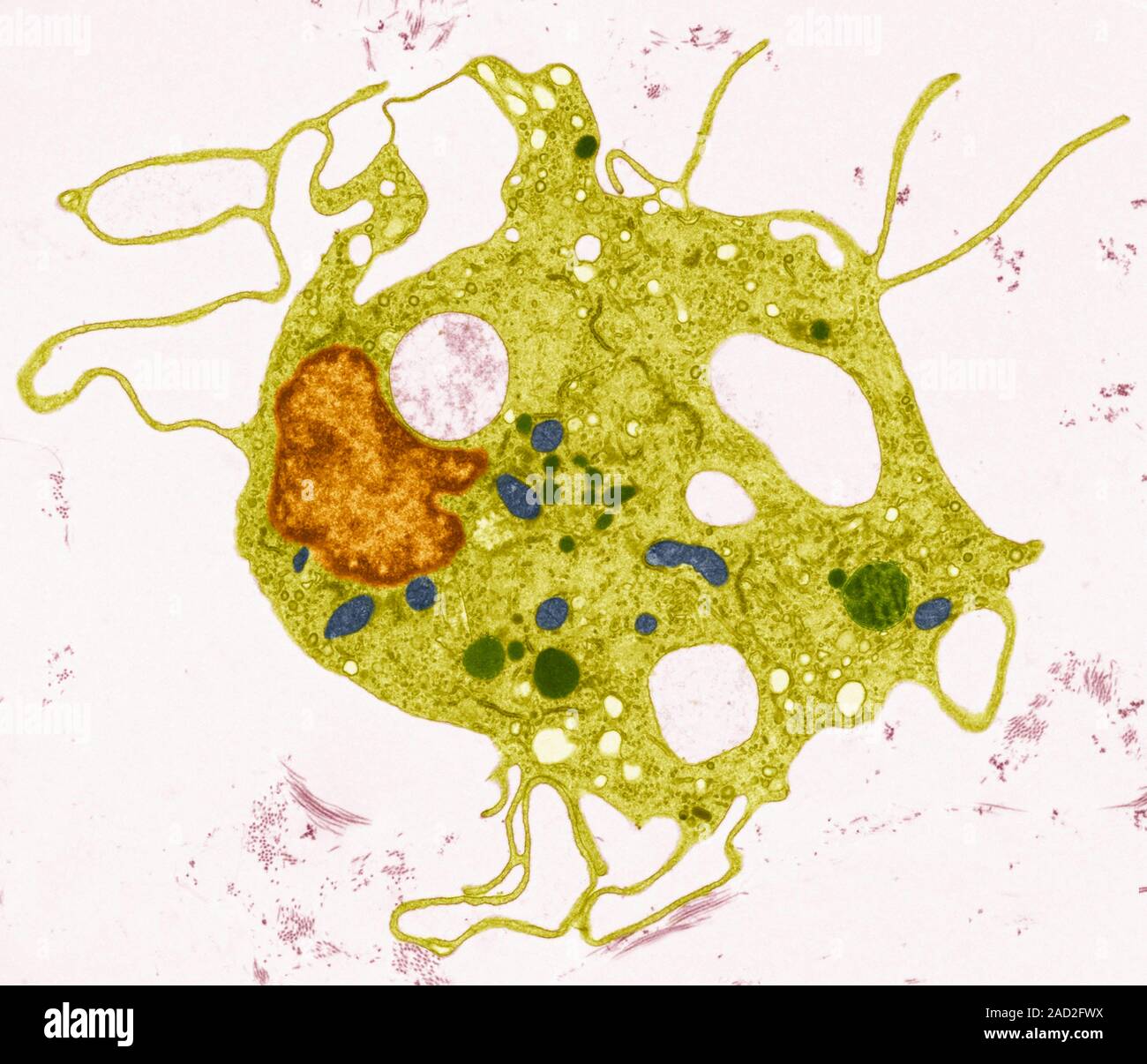 Fibroblast. Coloured transmission electron micrograph (TEM) of ...