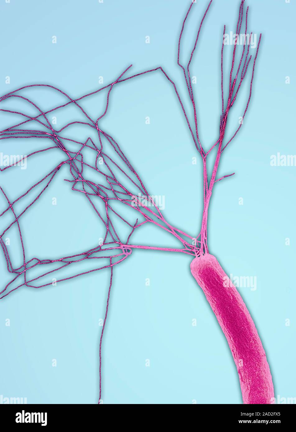 E. coli bacterium. Coloured scanning electron micrograph (SEM) of ...