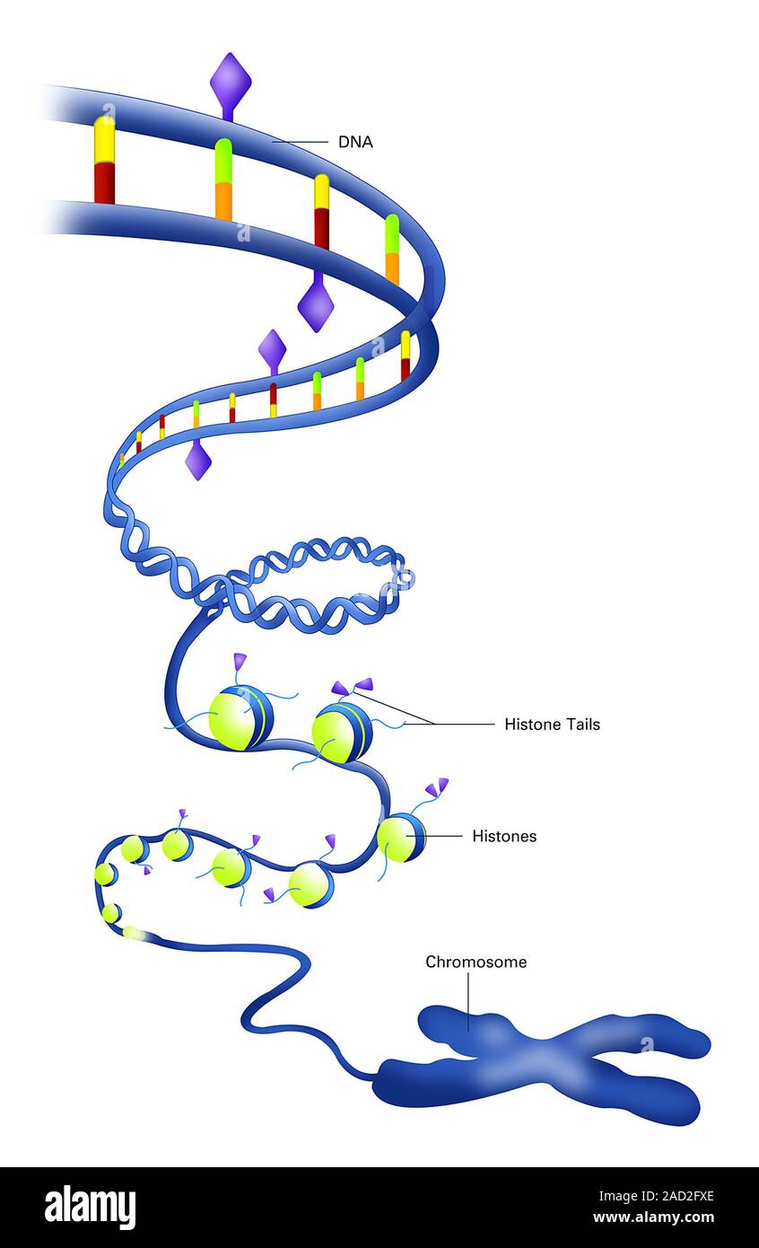 Epigenetic code. Illustration of the different packaging levels of the ...