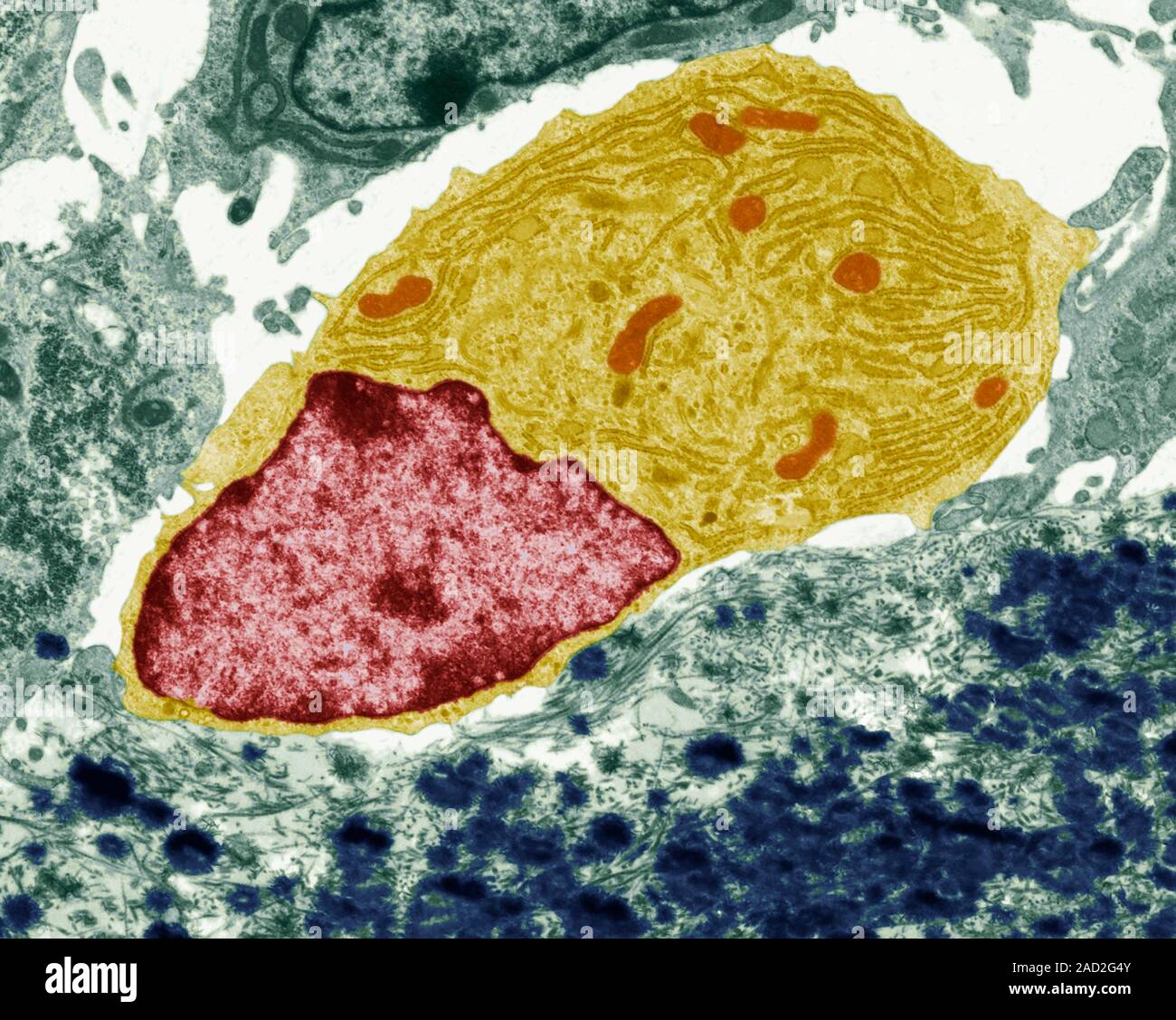Osteoclast. Coloured transmission electron micrograph (TEM) of an ...