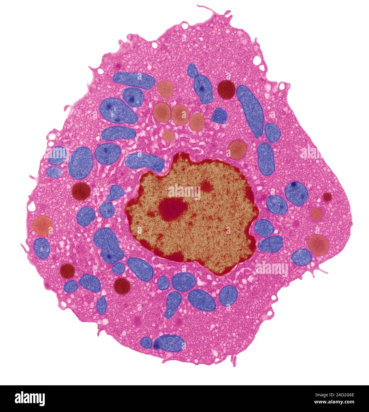 Sertoli Cell Coloured Transmission Electron Micrograph Tem Of A