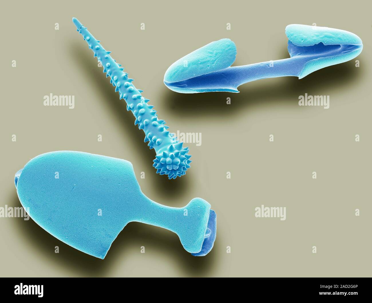 Sponge spicules. Coloured scanning electron micrograph (SEM) of ...