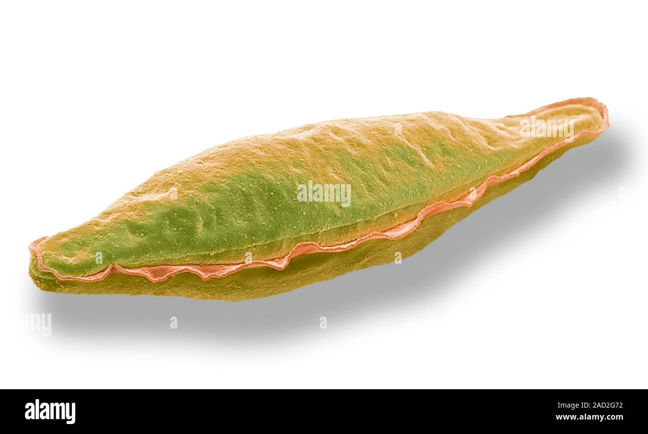 Pyrocystis fusiformis. Coloured scanning electron micrograph (SEM ...