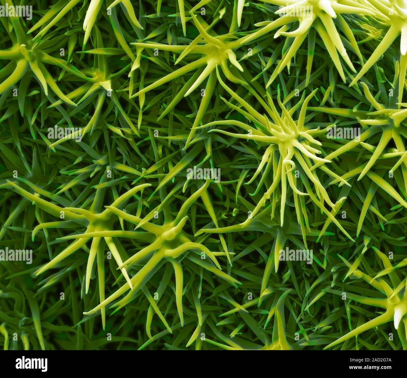 Trichomes. Scanning electron micrograph of trichromes from a ...