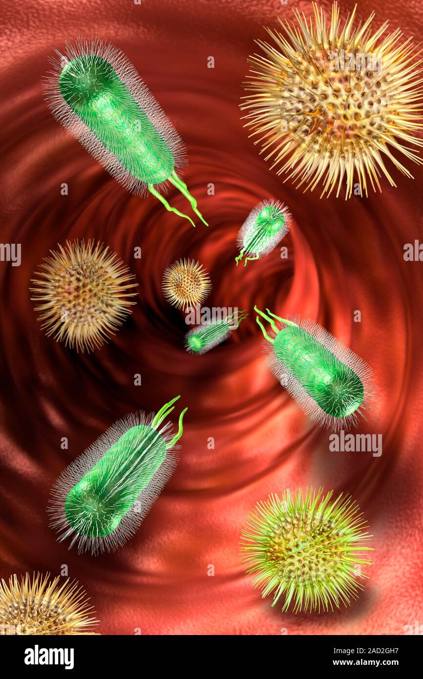 Intestinal bacteria. Computer illustration showing a number of ...