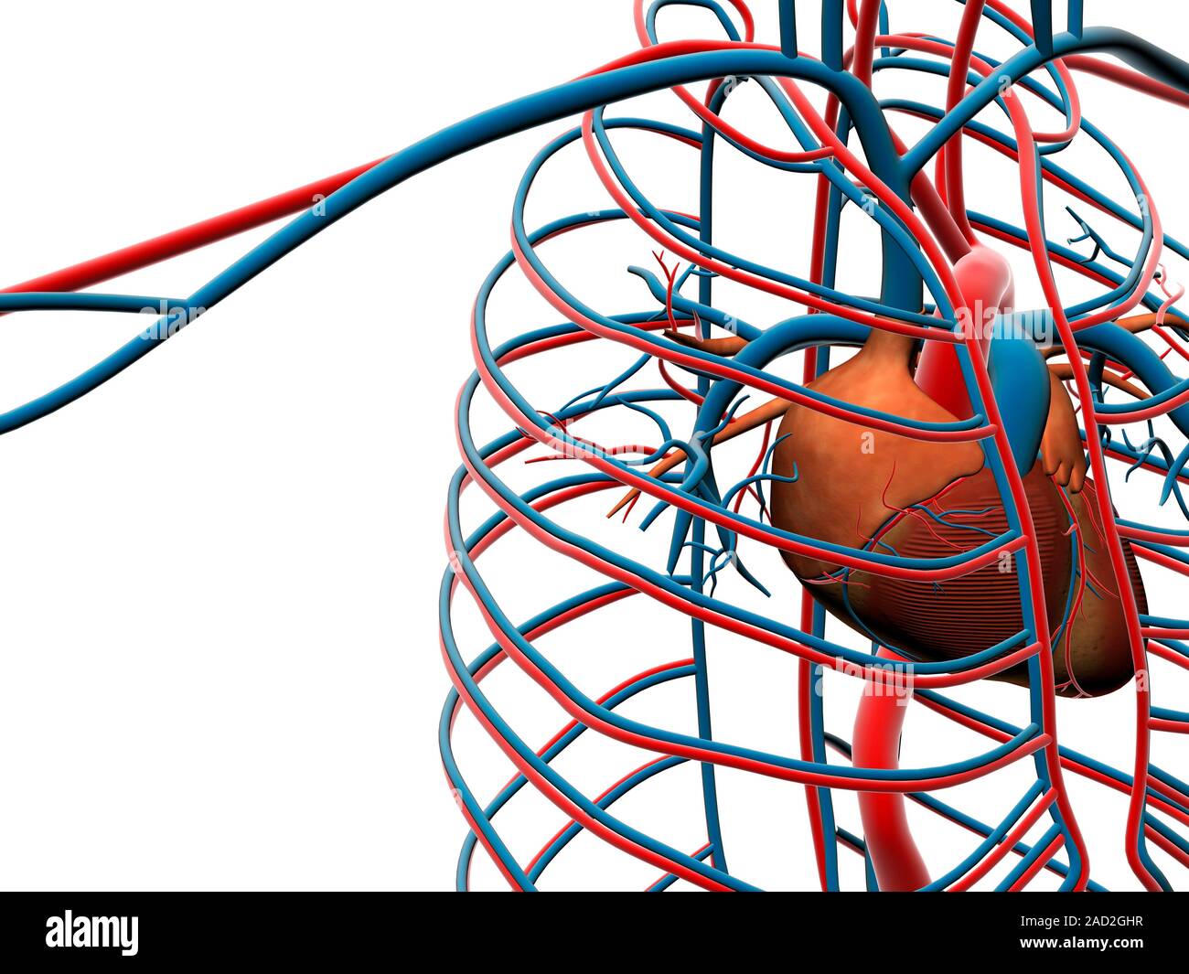 Human cardiovascular system. Computer illustration of the human heart ...