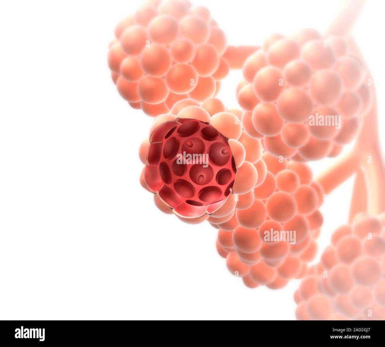 Alveoli in the lung. Cutaway computer illustration showing the alveoli ...